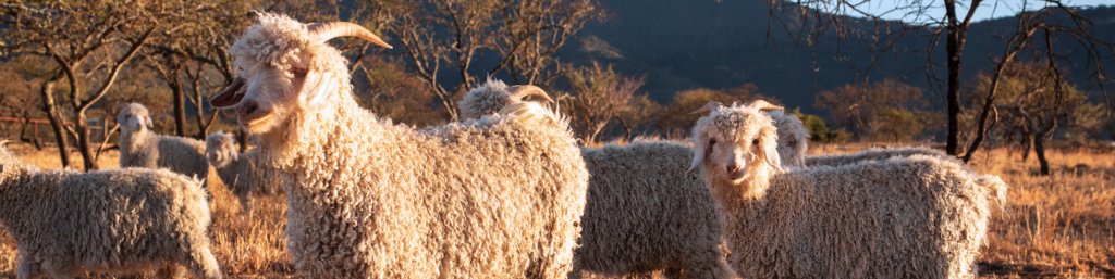 Strategic Plan – PMSA